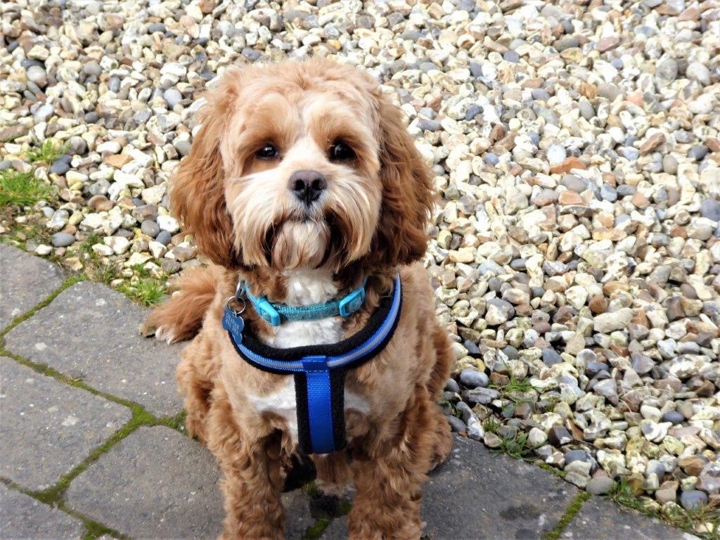 An update from Paul Matthews - Monmouthshire