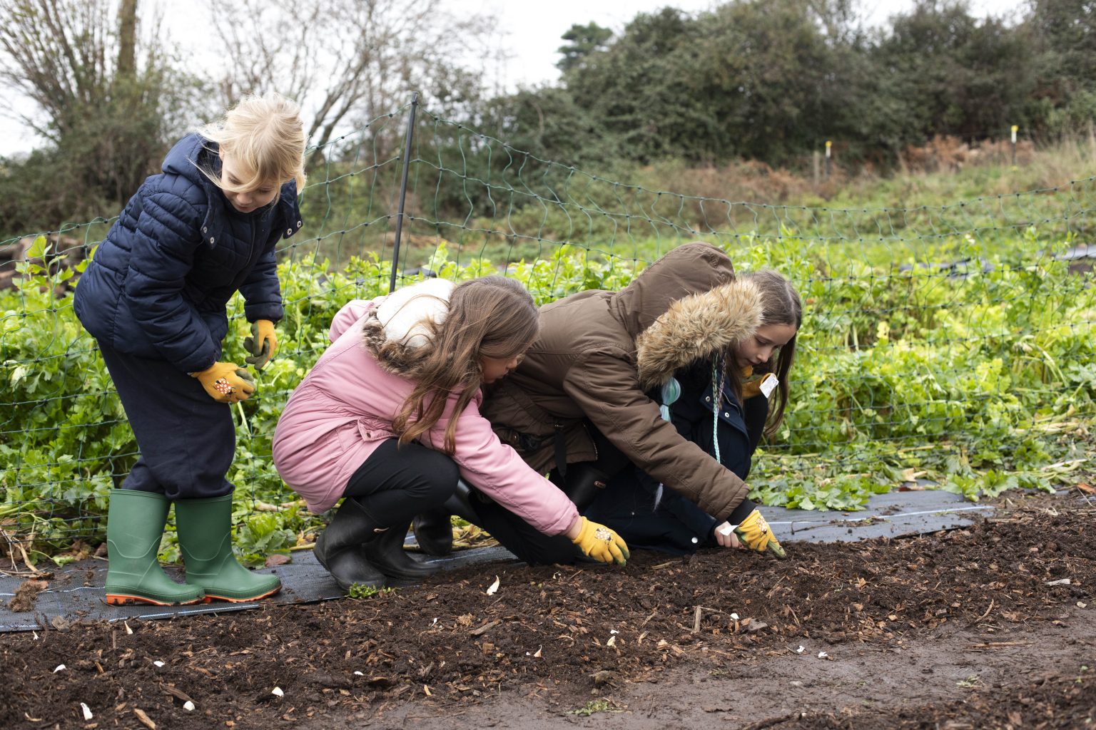 Pupils-planting-vegetables - Monmouthshire